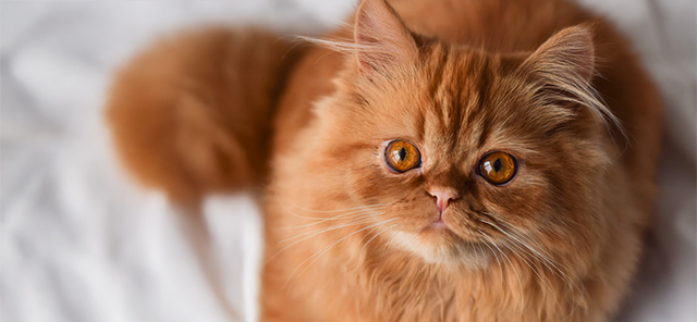 Turuncu Renk Kedi Irkları