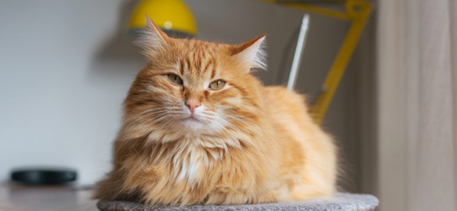 Turuncu Renk Kedi Irkları
