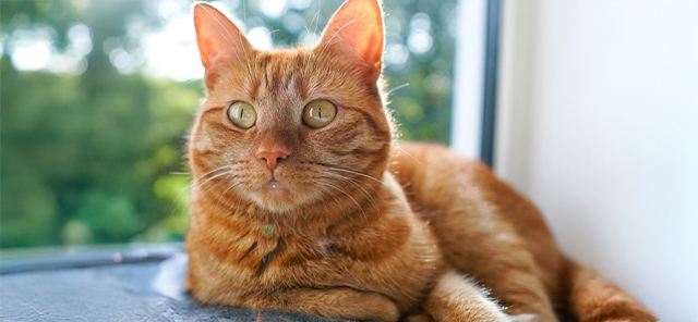 Turuncu Renk Kedi Irkları
